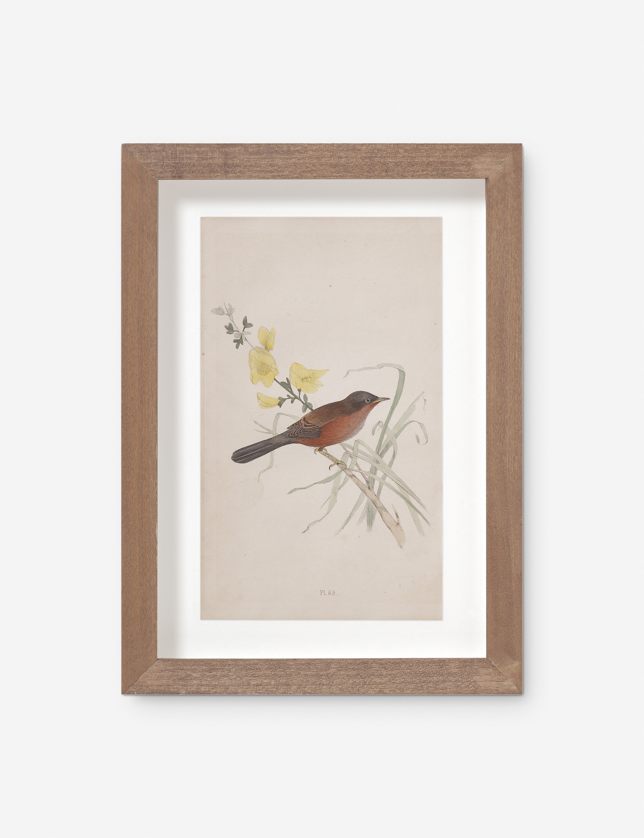 Antique Bird Watercolor No. 69 Wall Art by Visual Contrast