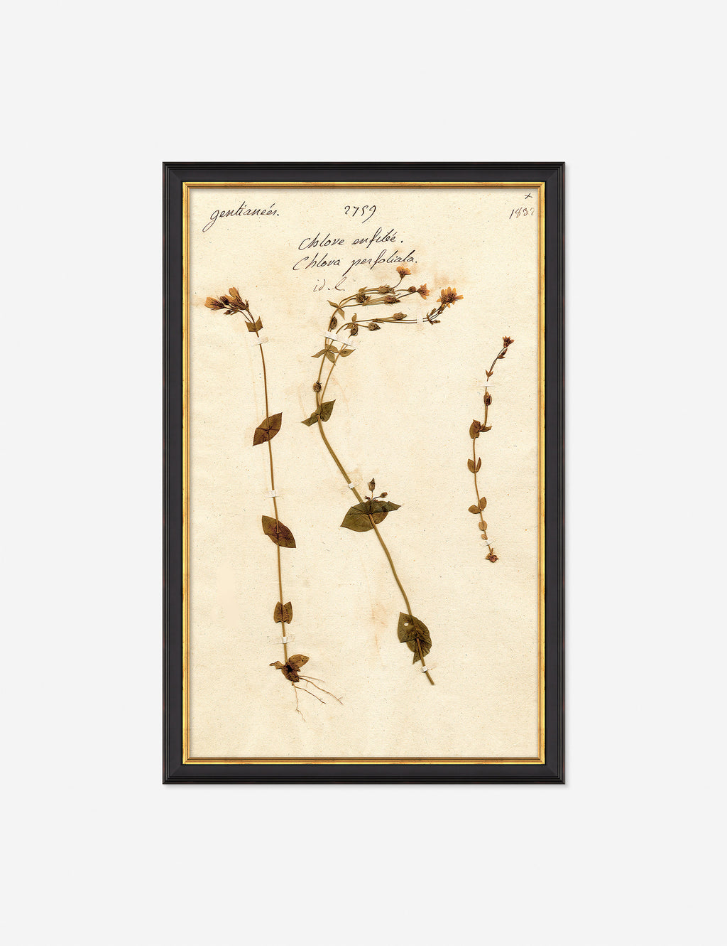 Herbarium A Wall Art