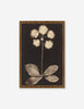 'Botanical Photogram' Print 28" x 30" Gold