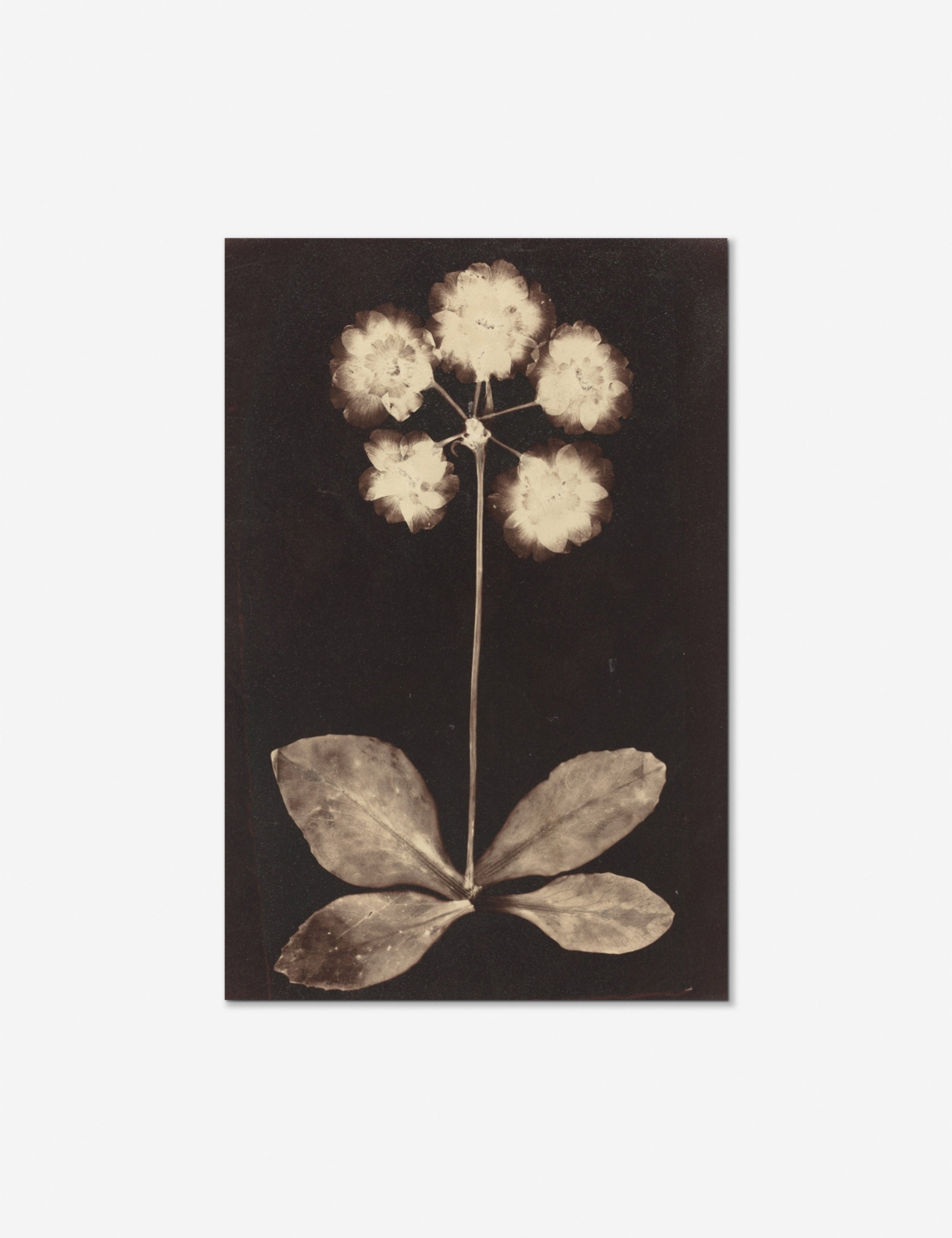 'Botanical Photogram' Print 28" x 30" Gold